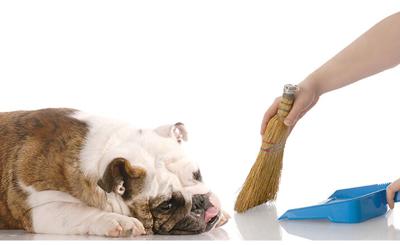 Your dog’s ‘dooty’ is your duty, PVPD reminds public | News | dcourier.com