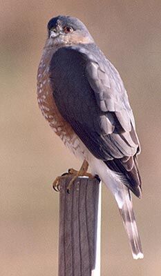 Sharp-shinned hawks hunt in bushes, shrubs | Features | dcourier.com