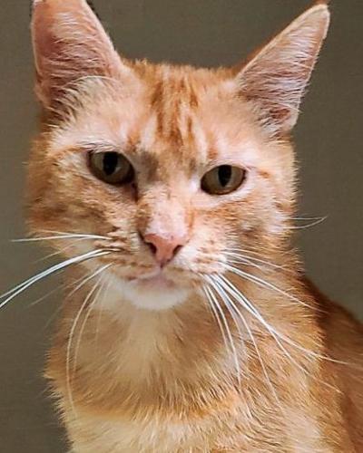 Pet of the Week: Jerry (United Animal Friends) | Features | dcourier.com
