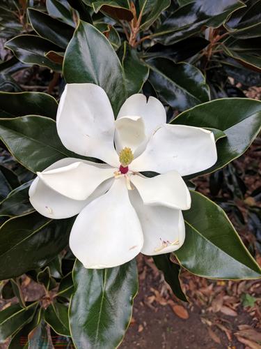 The Mountain Gardener: Nature's masterpieces: Unveiling the prettiest ...