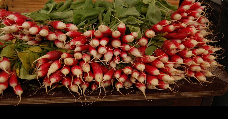 Plant, grow, and harvest radishes this fall | Features | dcourier.com