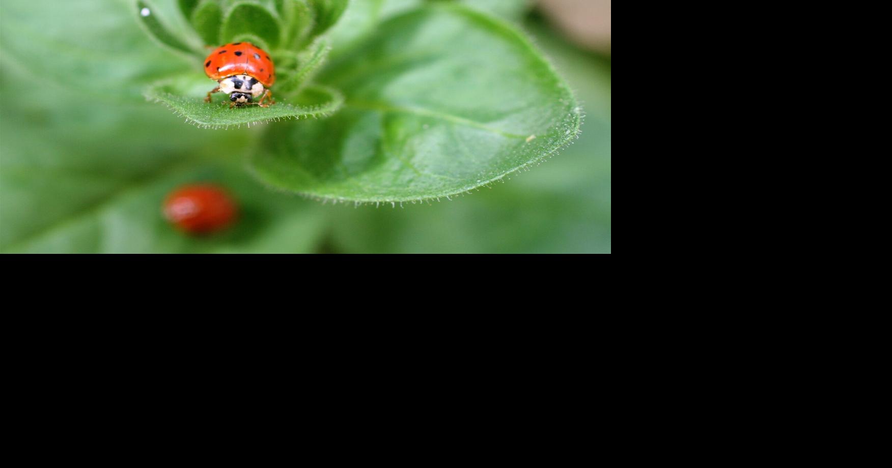 Ladybug, where have you gone? Aphid fighters tend to roam | Features ...