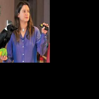 Bird trainer talks about using ravens for search-and-rescue | News ...