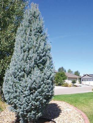 Column: Planting large conifers among spring gardening tasks | Features ...