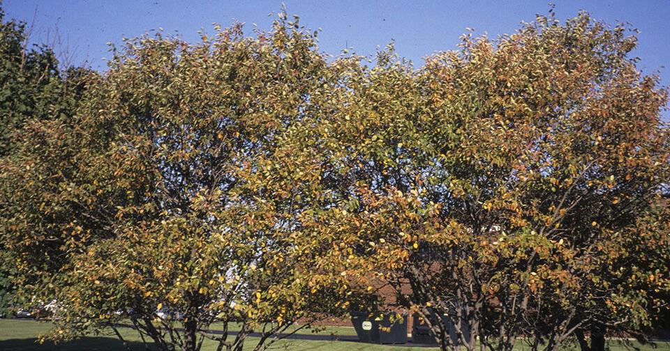 Serviceberry is a sadly underused native tree that helps wildlife and ...