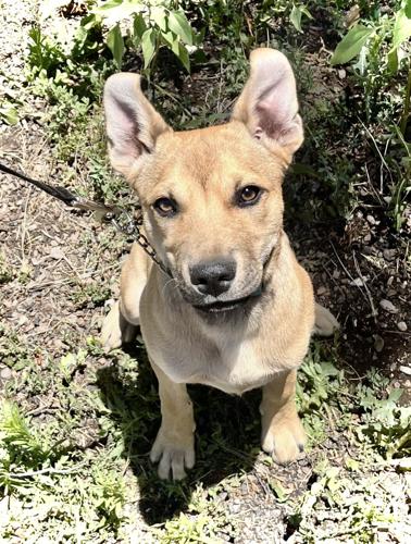 Pet of the Week: Chesterfield (Blackhat Humane Society) | Features ...