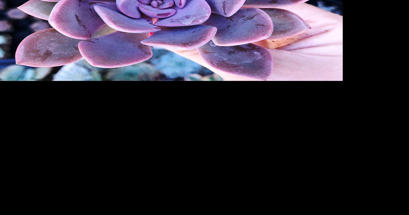 Mountain Gardener: 10 beautifully hideous succulents for your garden ...