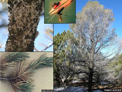 Backyard Gardener: Pinyon needle scale in northern Arizona | Features ...