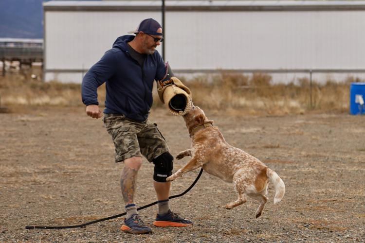 Companions first, protection second: Armor K9 trains confident dogs and ...