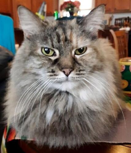 Pet of the Week: Shea-Shea (United Animal Friends) | Chino Valley ...