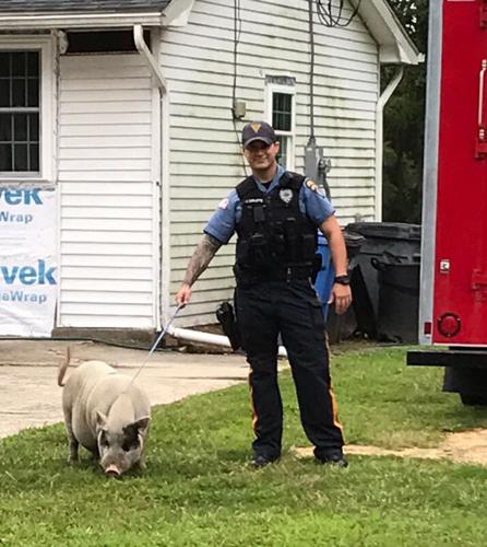 Police officers corral loose pig; jokes ensue | Odd & Interesting ...
