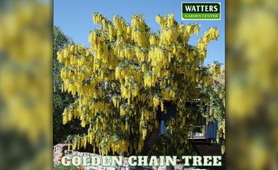 The Mountain Gardener: The best small trees for tiny yards | Features ...