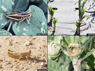 Backyard Gardener: Managing grasshoppers in your garden | Features ...
