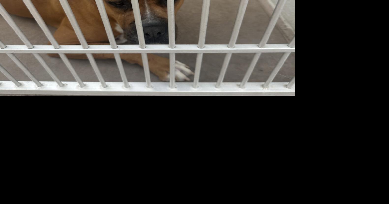 Inflation hits Valley animal shelters; adoptions decline amidst soaring ...