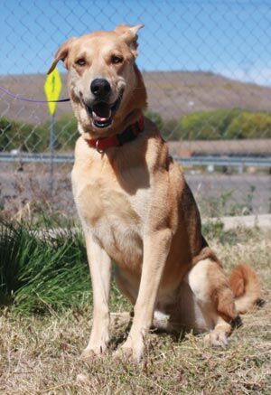 Pet rabies vaccination a matter of life and death | Features | dcourier.com