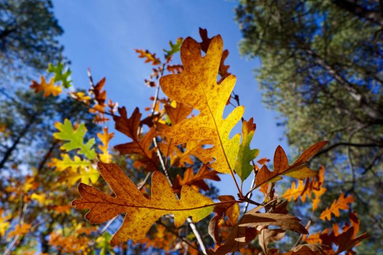 Yeager Canyon hike shows off two sides of the mountain | Archives ...