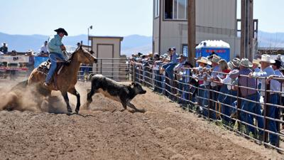 Cattleman’s Weekend, Arizona Ranch Remuda Sale set for March 15-16 ...