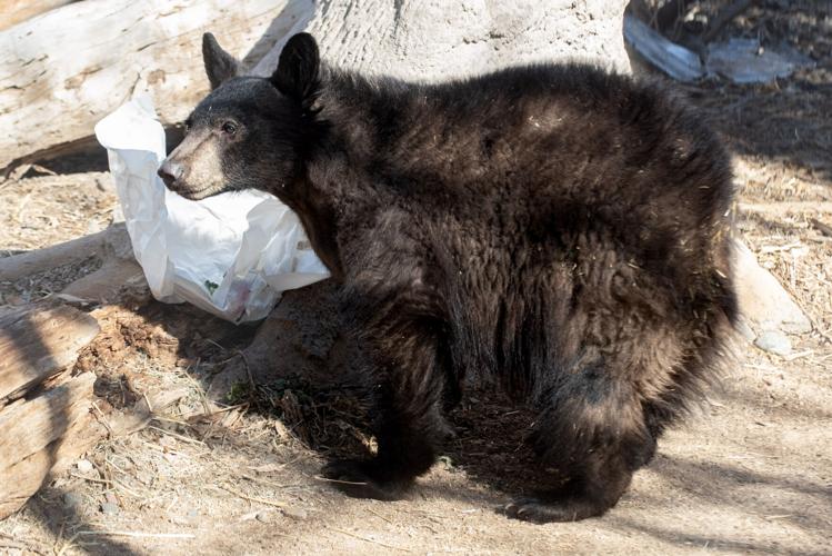 Heritage Park Zoological Sanctuary welcomes two bear cubs | News ...