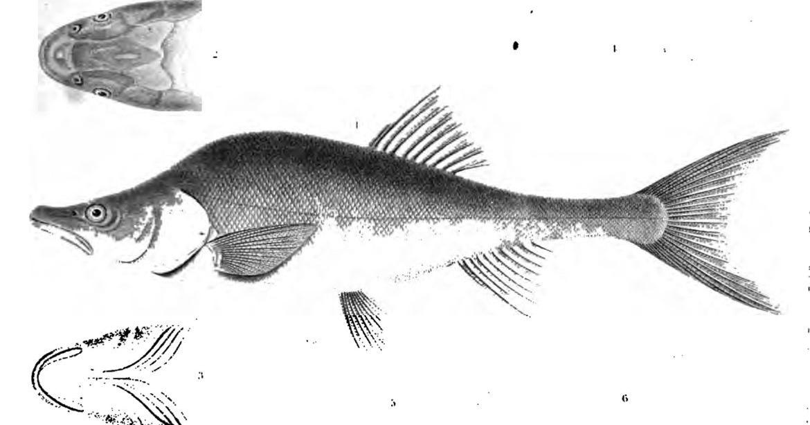 Days Past: Native fish of Arizona — Part 1 | Features | dcourier.com