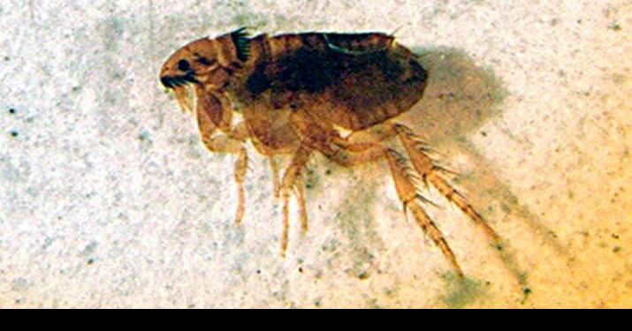 Fleas carrying Bubonic plague not foreign to Yavapai County | News ...