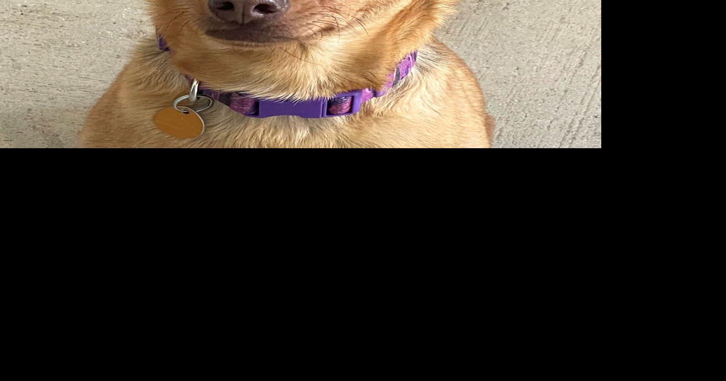 Pet of the Week: Ginger (United Animal Friends) | Chino Valley Review ...