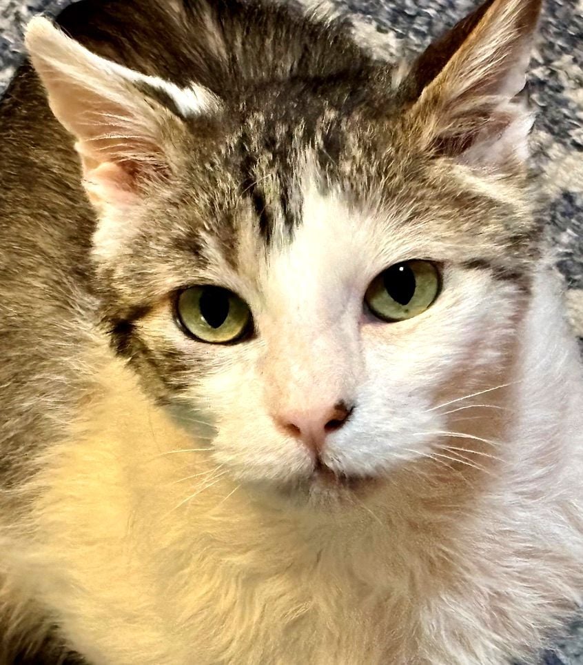 Pet of the Week: Cloud (United Animal Friends) | Features | dcourier.com