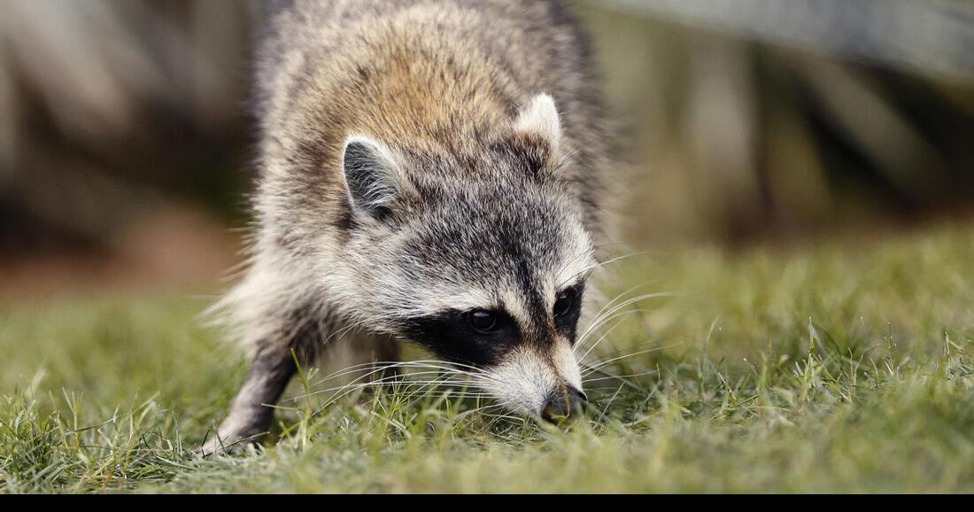 Wild raccoon moves into German zoo; keepers can't expel it | Odd ...