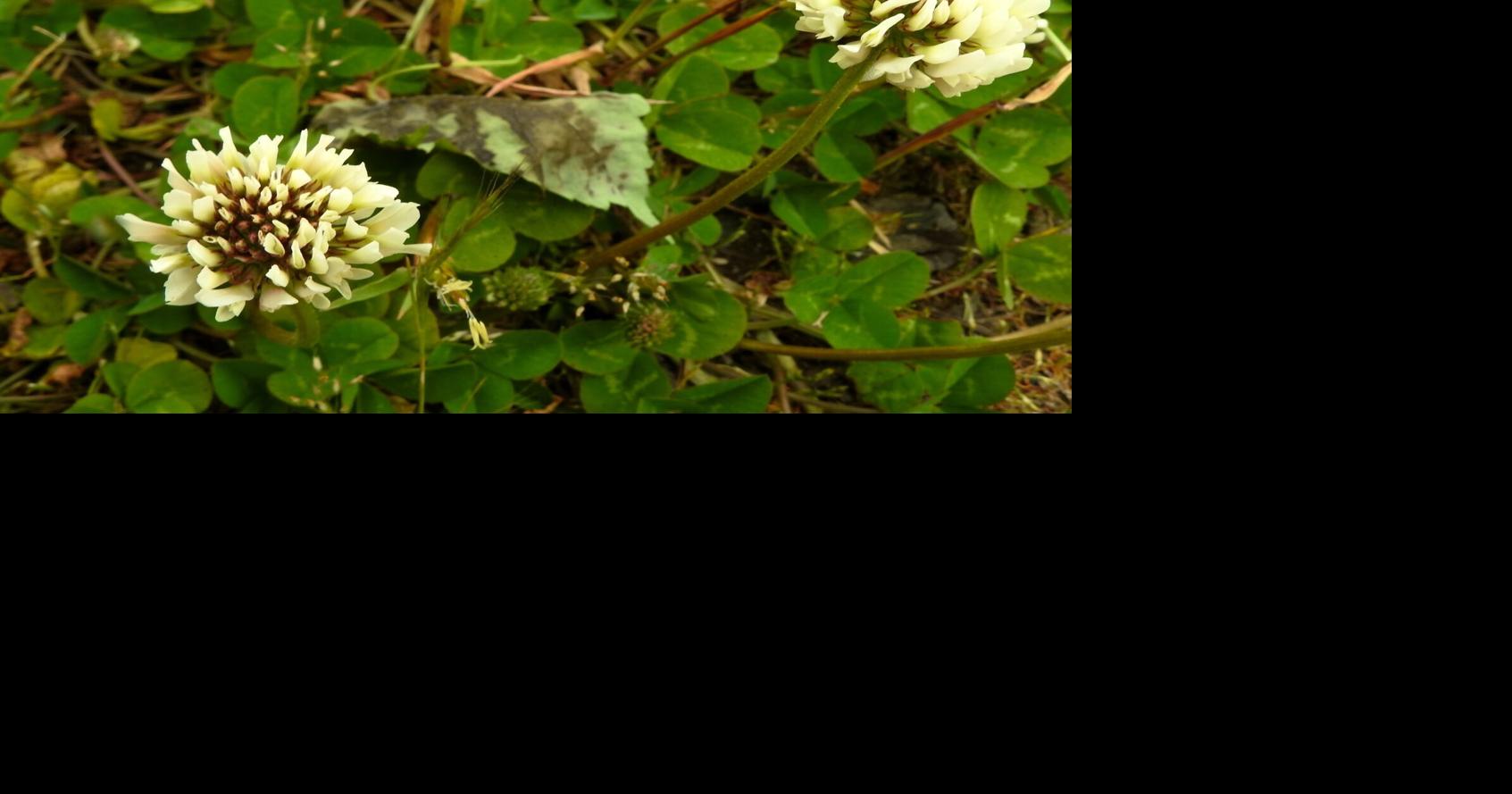 ‘Re-wilding’ your lawn takes work, especially at first | Features ...