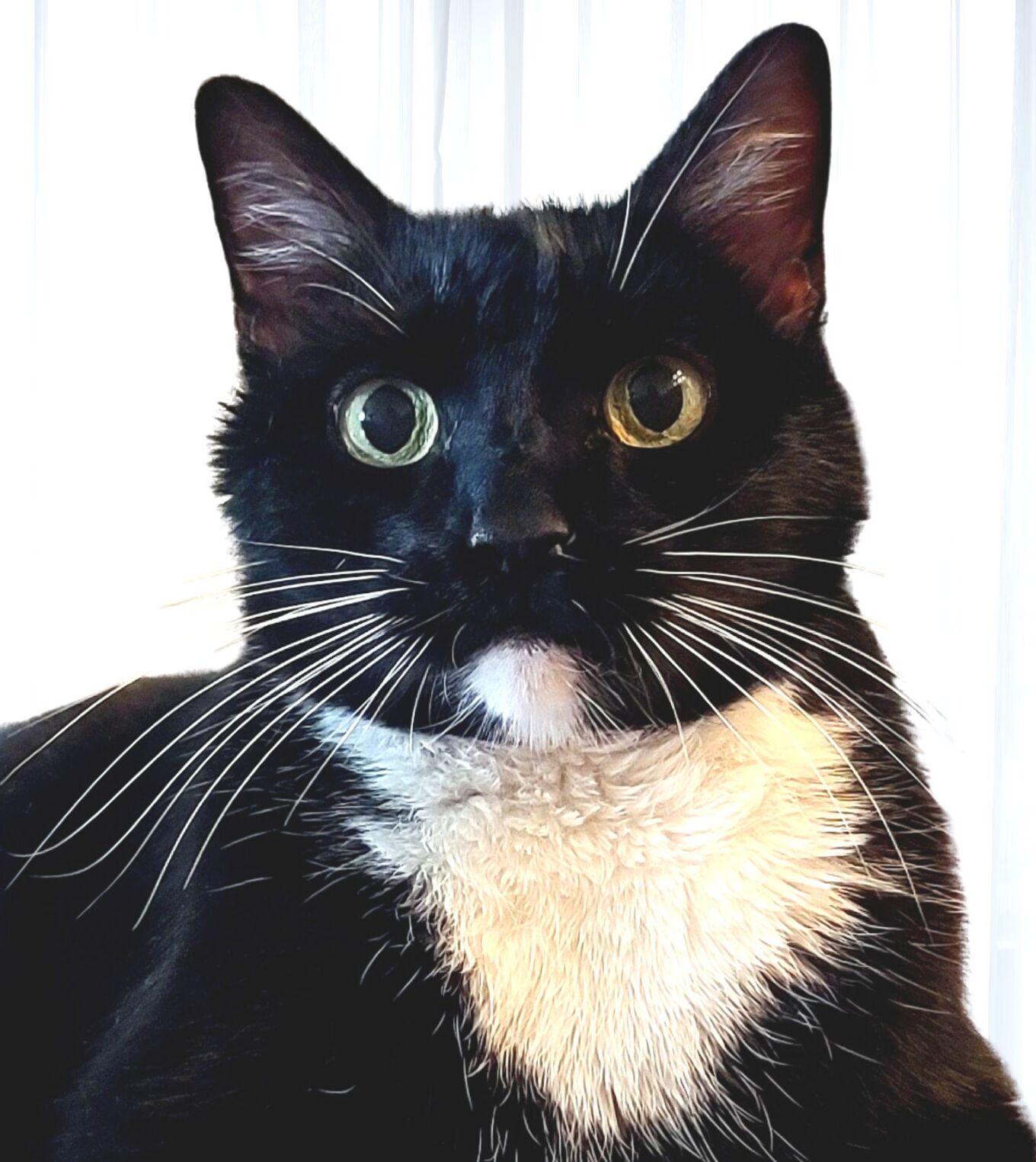 Pet of the Week: Tippers (United Animal Friends) | Features | dcourier.com