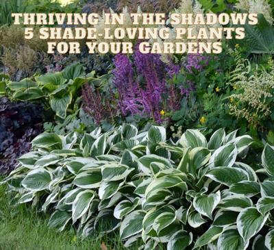 The Mountain Gardener: Thriving in the shadows: 5 shade-loving plants ...