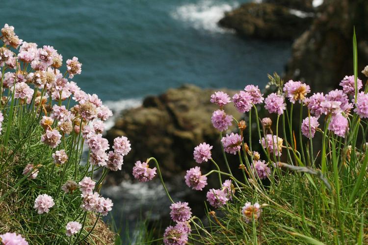 Mediterranean flowers that thrive locally | Features | dcourier.com