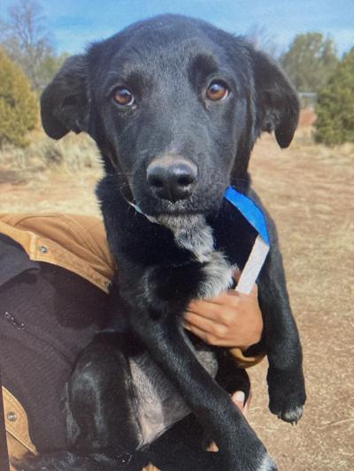 Pet of the Week: Pepper Ann (Blackhat Humane Society) | Chino Valley ...