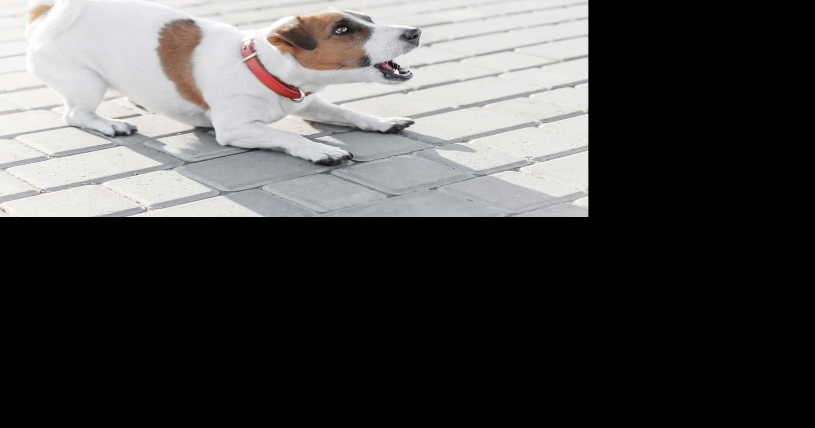 Pesky dog still barking next door? Prescott, Prescott Valley, Chino ...