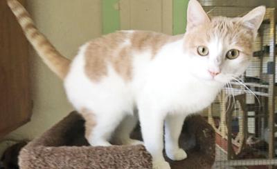 Pet focus: Pinto still needs a home | Features | dcourier.com