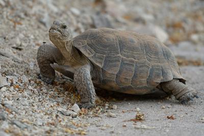 See a desert tortoise? Keep it wild. Monsoon rains invigorate this ...