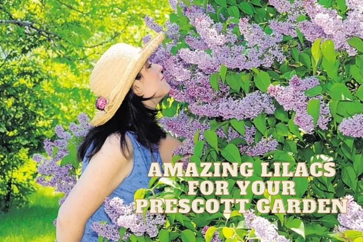 The Mountain Gardener: 10 lilacs to make your Prescott garden smell ...