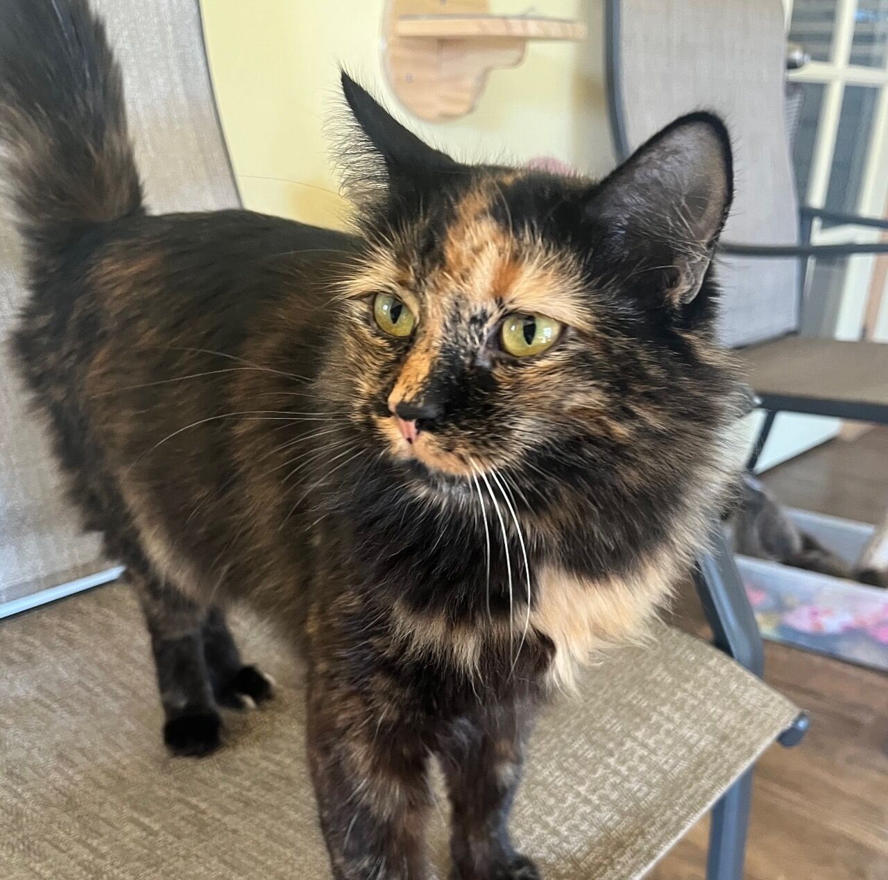 Pet of the Week: Misha (Miss Kitty's Cat House) | Features | dcourier.com