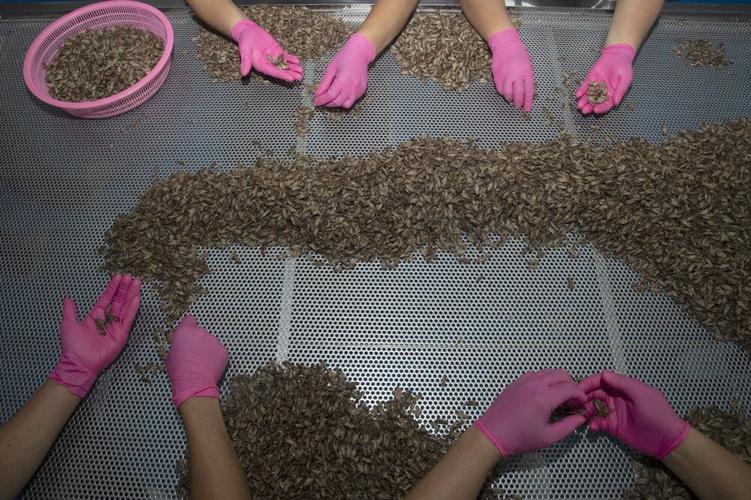 Thai entrepreneur pushing insects as the snack of the future | Odd ...