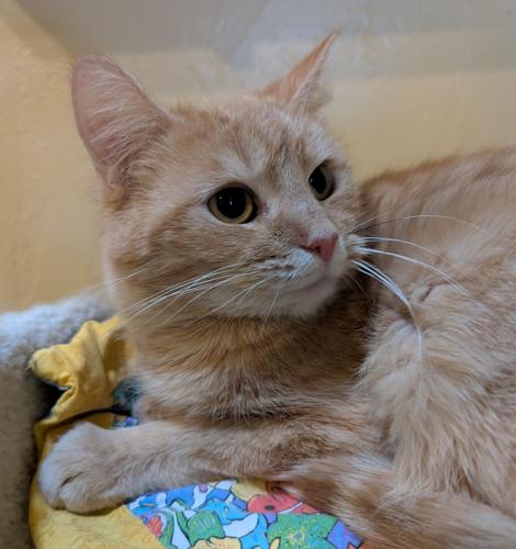 Pet of the Week: Cher (Miss Kitty’s Cat House) | Features | dcourier.com