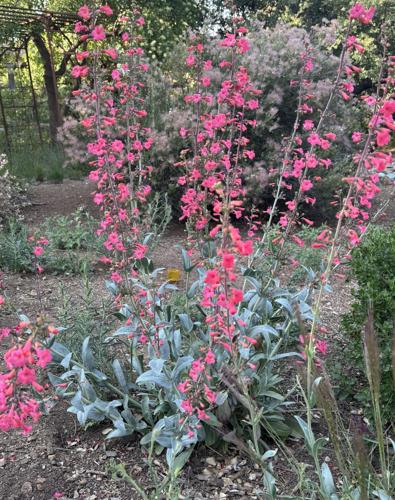 Birding: Landscaping for birds? Go native! | Features | dcourier.com