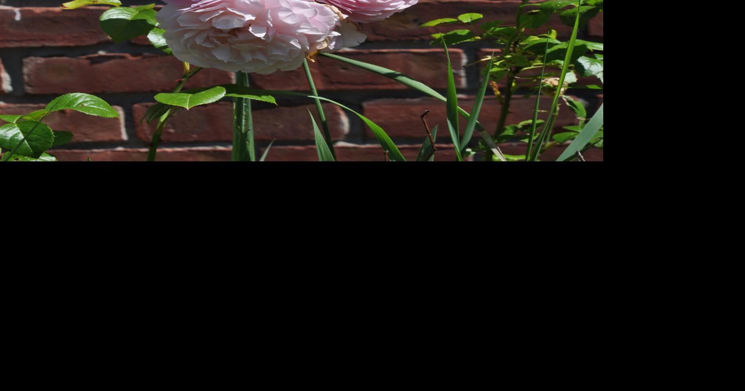 A rose may be a rose may be a rose — but varieties vary | Features ...