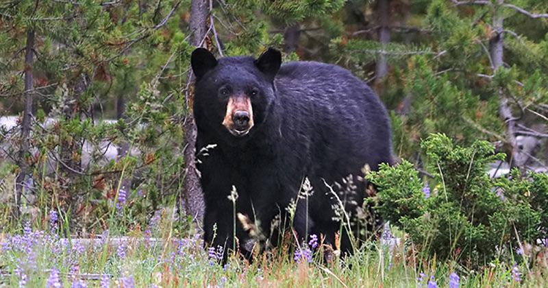 AZGFD warns to be "bear aware" over long holiday weekend | News ...