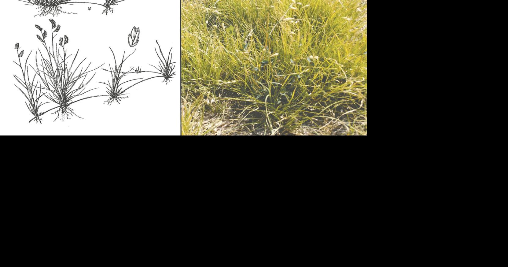 Backyard Gardener: Drought-tolerant Buffalograss great for your lawn ...