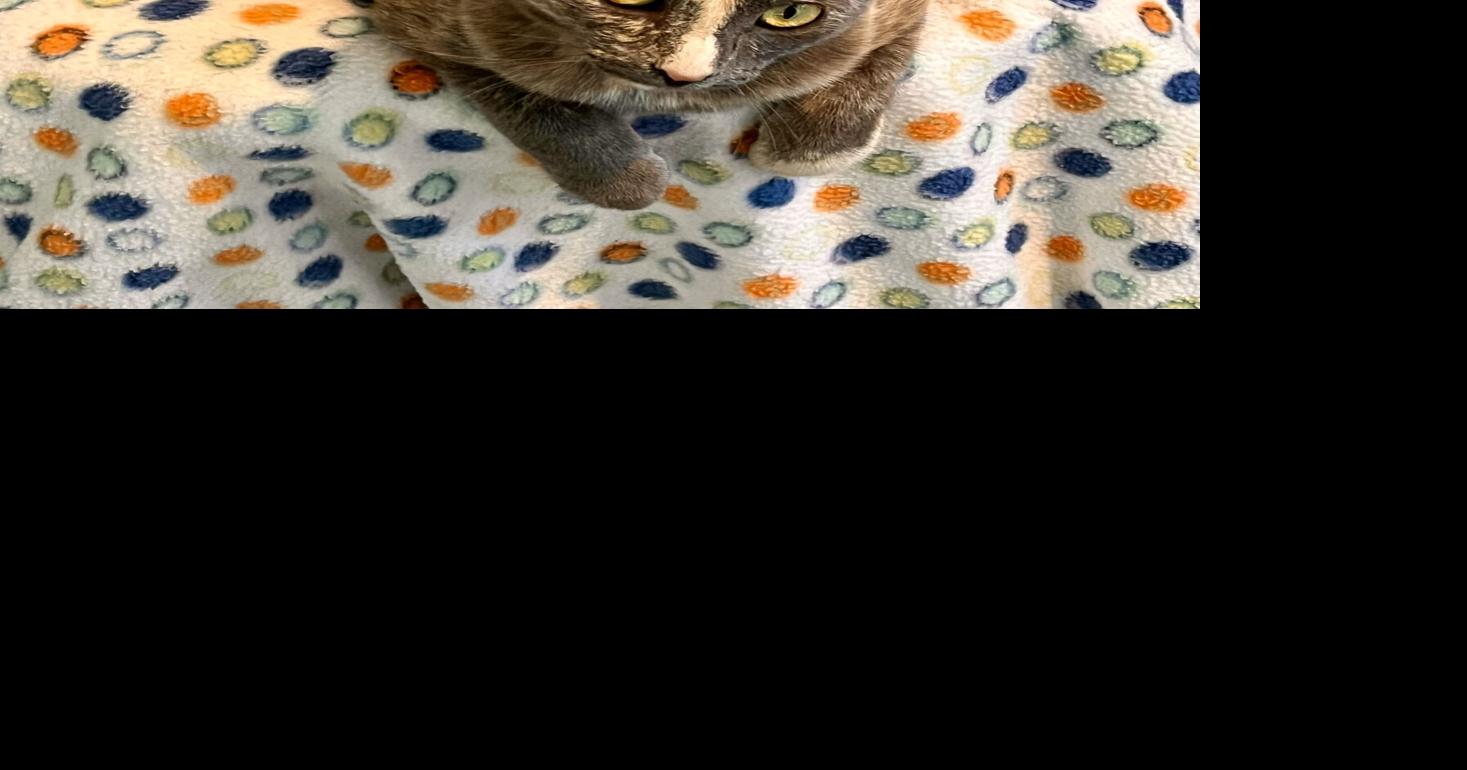 Pet of the Week: Nala (Catty Shack) | Features | dcourier.com