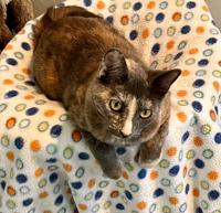Pet of the Week: Nala (Catty Shack) | Features | dcourier.com