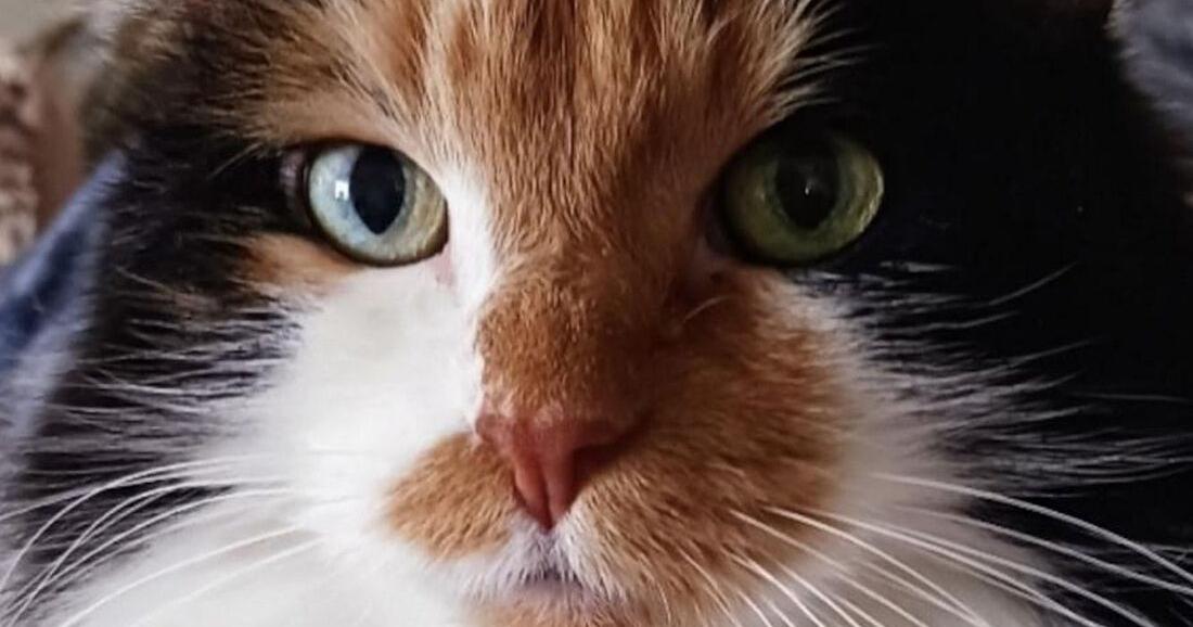 Pet of the Week: Callie (United Animal Friends) | Chino Valley Review ...
