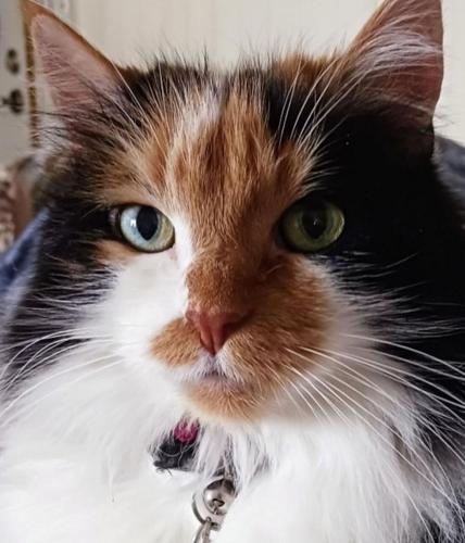 Pet of the Week: Callie (United Animal Friends) | Chino Valley Review ...