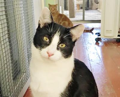 Pet of the Week: Joey | Features | dcourier.com