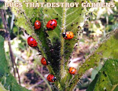 The Mountain Gardener: 7 pests that destroy flower and vegetable ...
