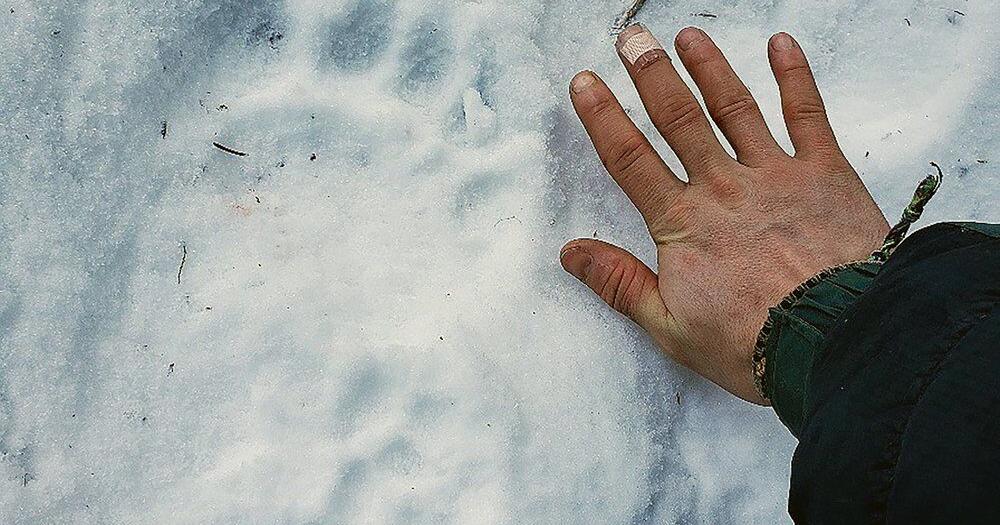 Alaska woman using outhouse attacked by bear, from below | Odd ...